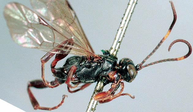 Phaeogenes yezoensis